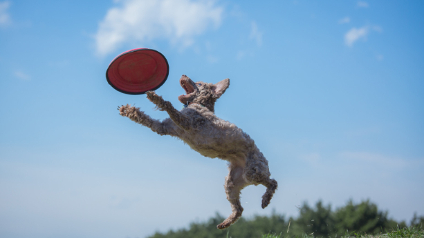 世界に輝け！ドッグスポーツ！！｜Rey奈 ＊ ドッグライフアドバイザー｜coconalaブログ