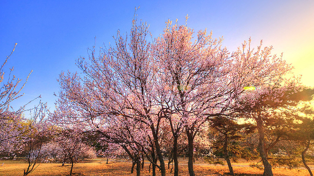 格言｜占い師 導春｜coconalaブログ
