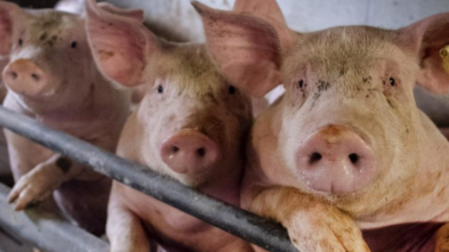 なかなか動画は難しいです。｜first flush｜coconalaブログ