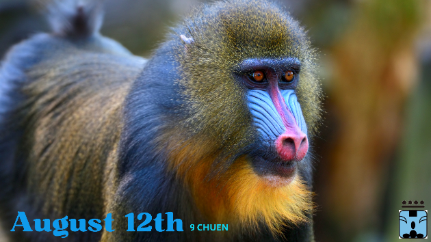 2023年8月12日 Kin 191 青い猿｜田中智咲斗｜coconalaブログ