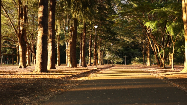 あなただけの学び｜〇〇の森 blog_hoshi｜coconalaブログ