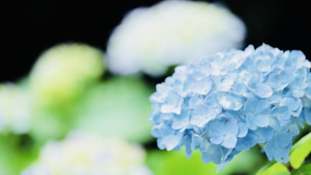 【双子座×魚座】2024年6月の恋愛相性 ｜広瀬可菜（タロット占い師）｜coconalaブログ