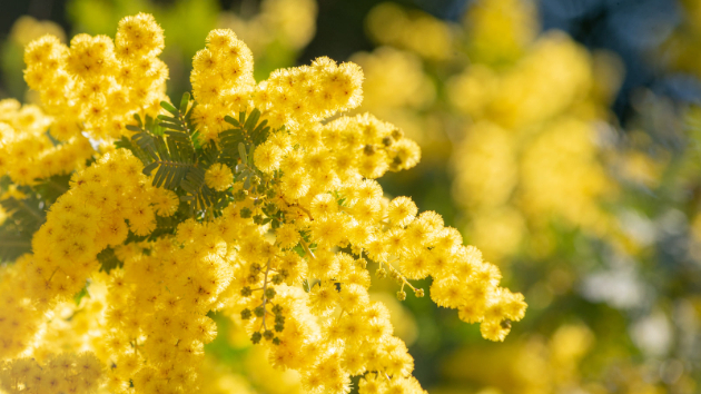 占い ♡ 9月17日 本日 寅の日｜エリ 778｜coconalaブログ