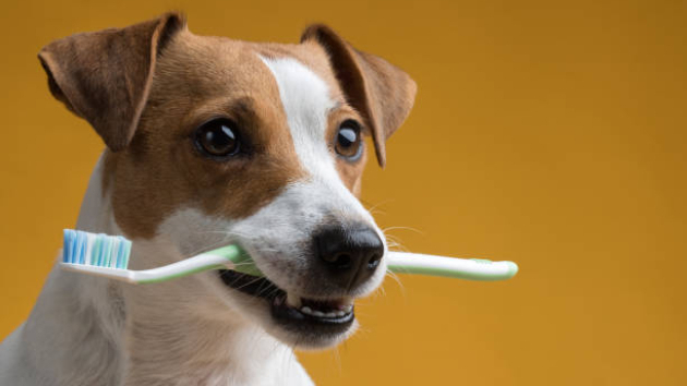 わんちゃんに歯磨きって必要？｜Rey奈 ＊ ドッグライフアドバイザー｜coconalaブログ