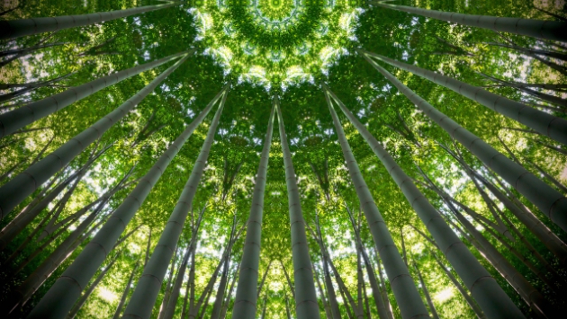 トラウマの作られ方｜ariosu｜coconalaブログ